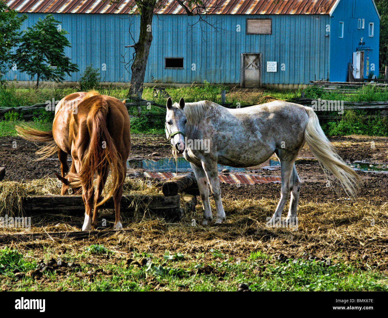 Two horses grazing in a rural yard Stock Photo - Alamy