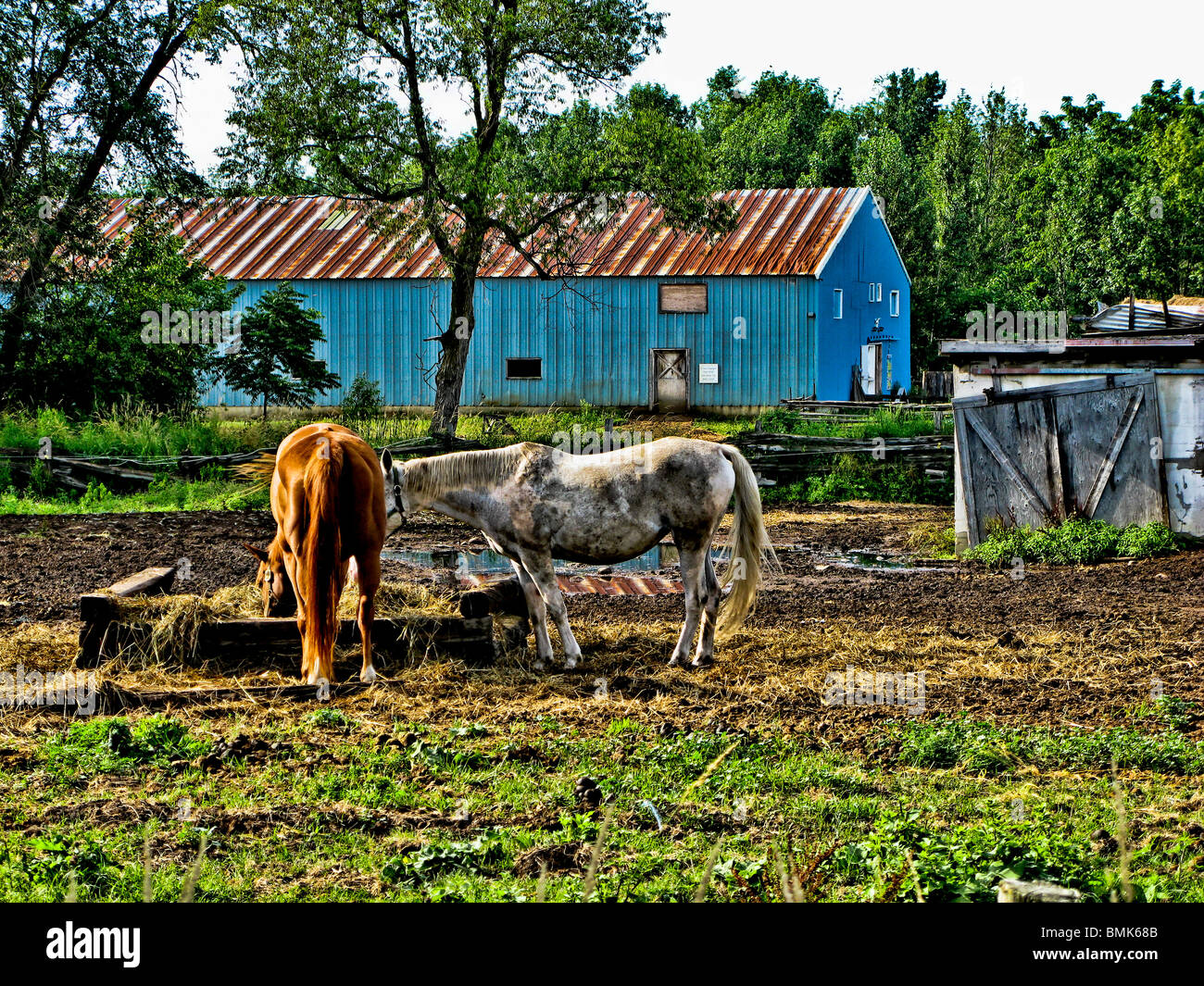 Two horses grazing in a rural yard Stock Photo - Alamy