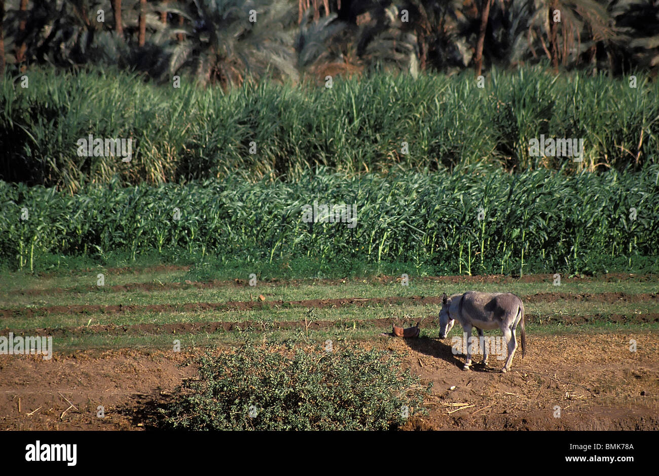 Sugar cane fields by the Nile River between Aswan and Edfu, Aswan ...
