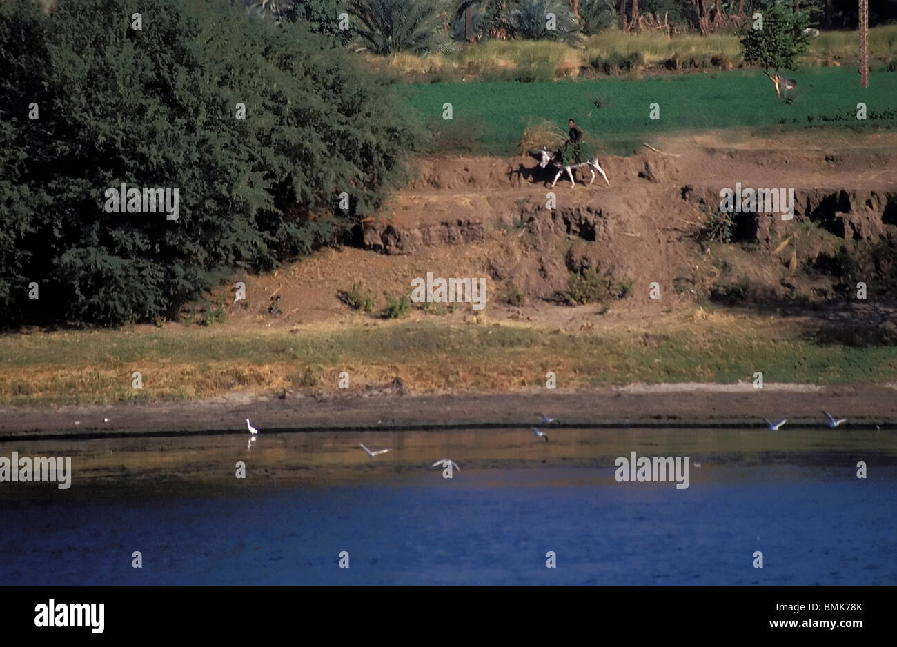 Agricultural fields by the Nile River between Aswan and Edfu, Aswan ...