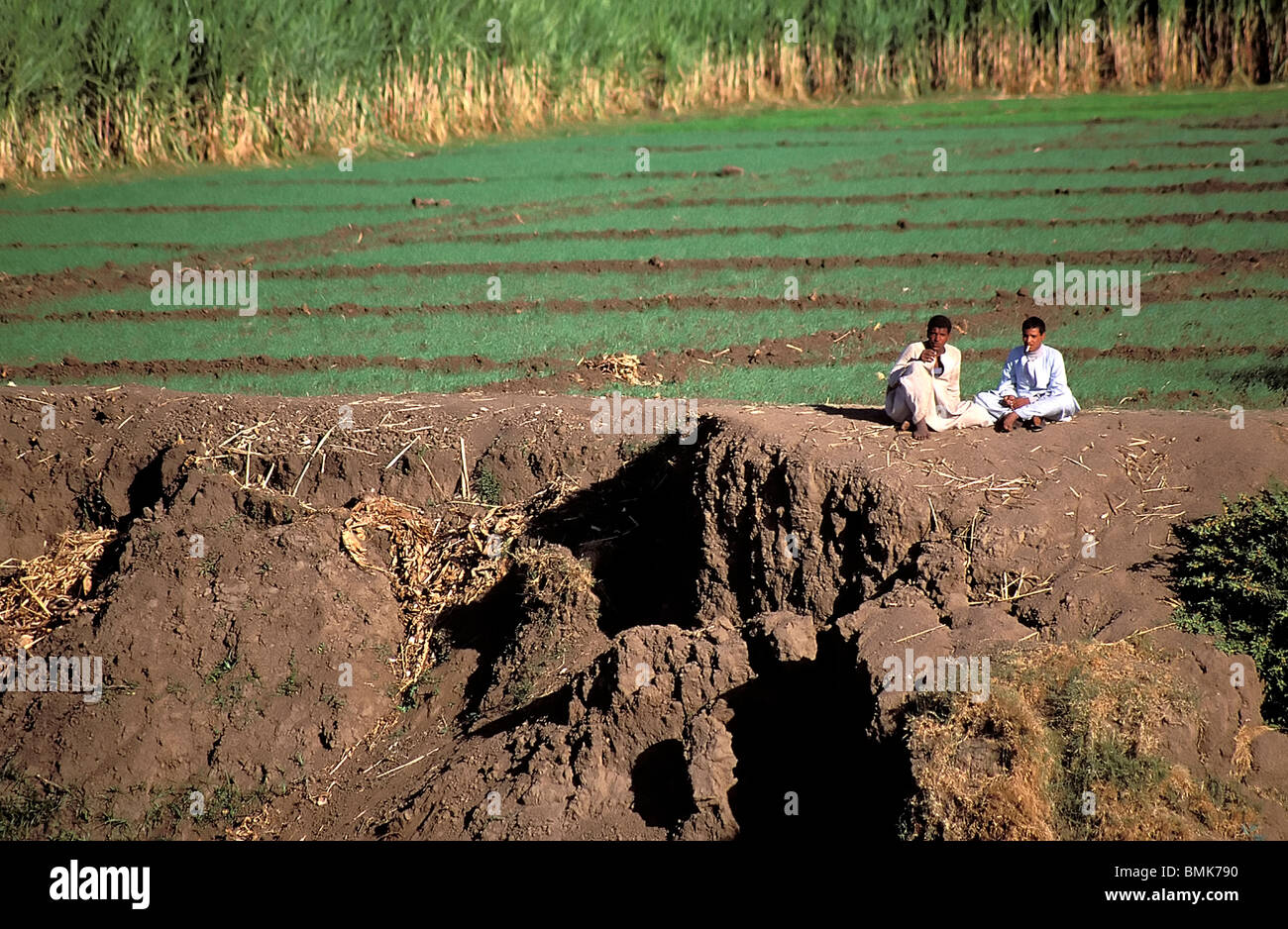 Agricultural fields by the Nile River between Aswan and Edfu, Aswan ...