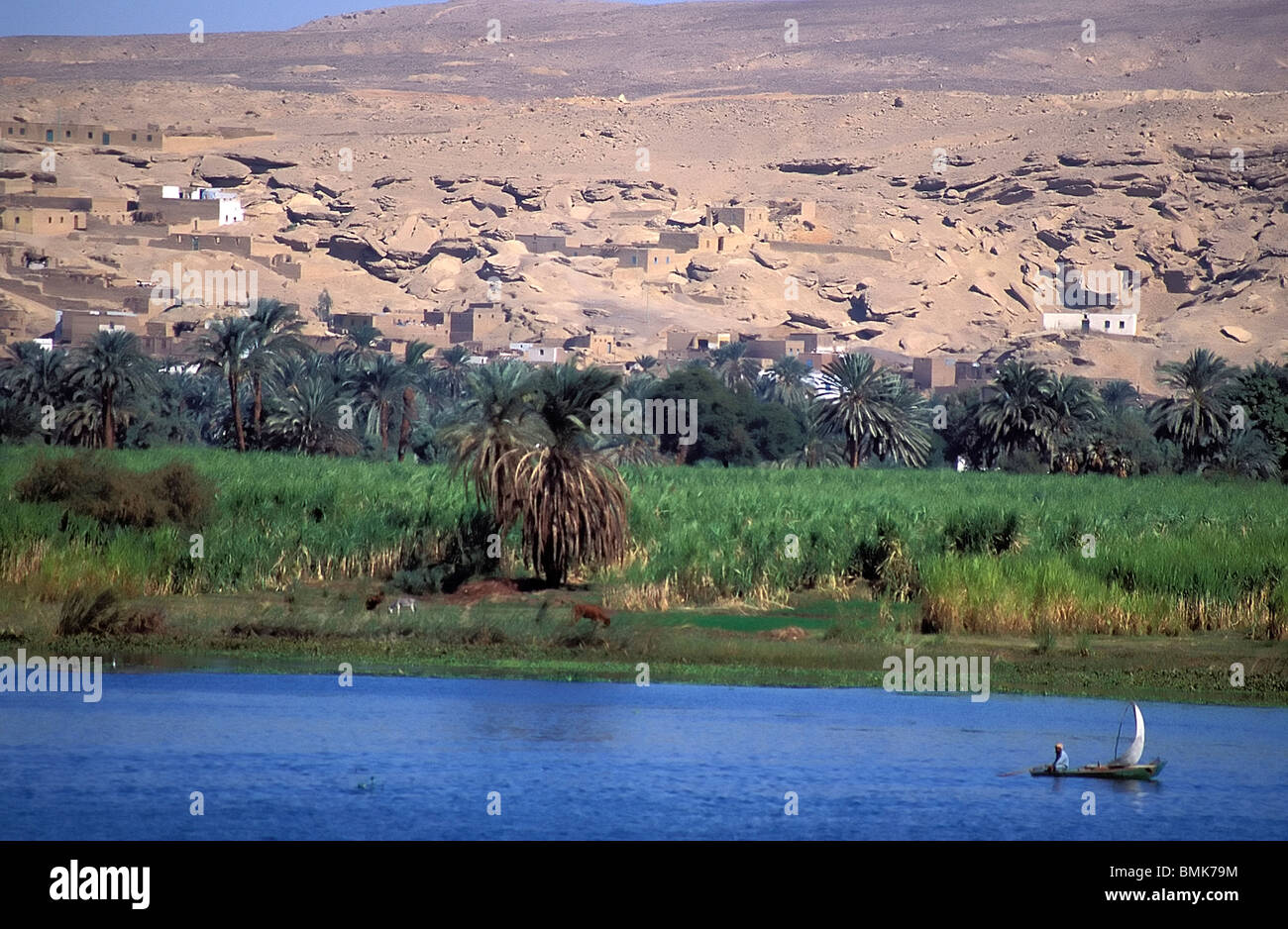Sugar cane fields by the Nile River between Aswan and Edfu, Aswan ...