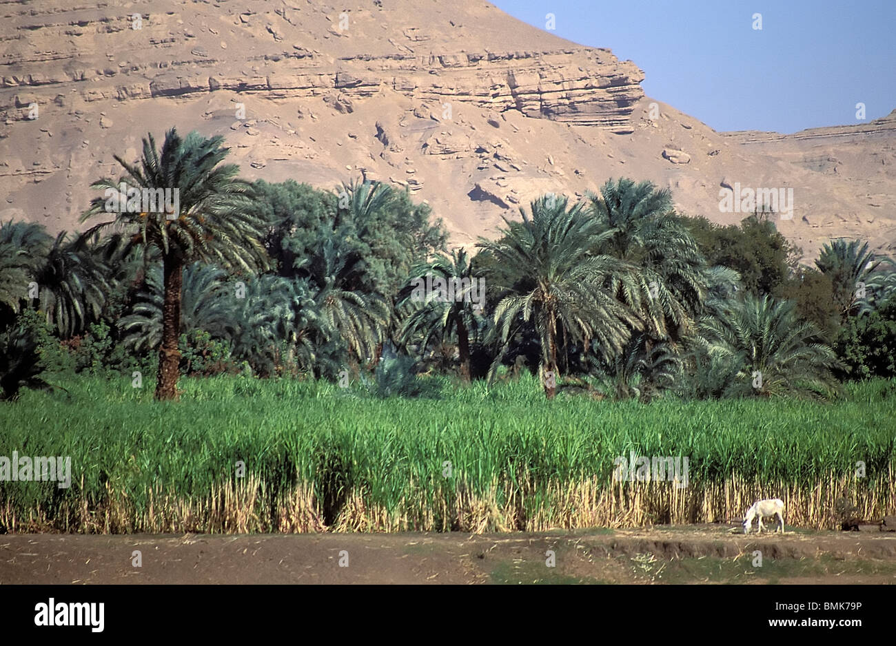 Sugar cane fields by the Nile River between Aswan and Edfu, Aswan ...