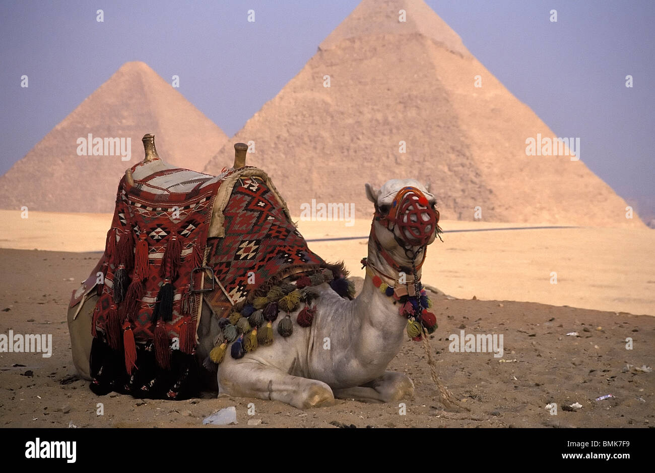 Camel in front of the Pyramids of Giza, Al Jizah, Egypt Stock Photo - Alamy