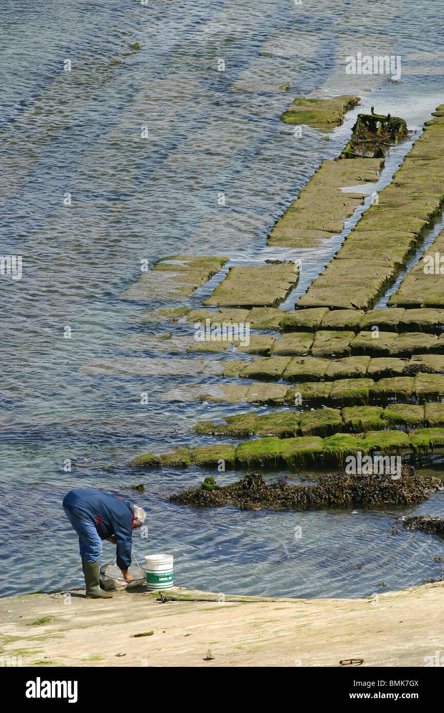 Shell fish farming hi-res stock photography and images - Alamy