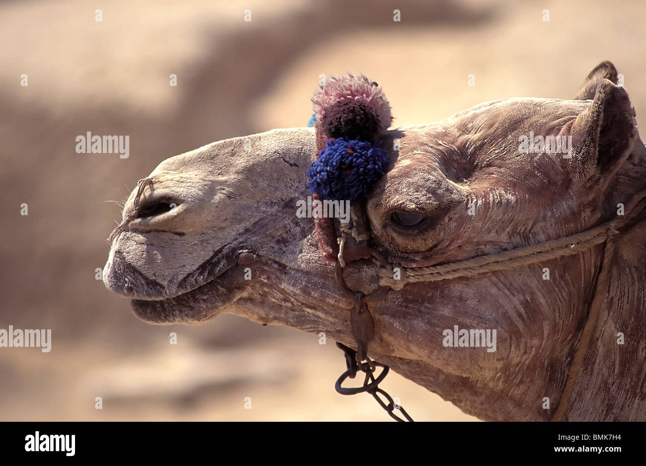 Decorated camel, Giza, Al Jizah, Egypt Stock Photo - Alamy