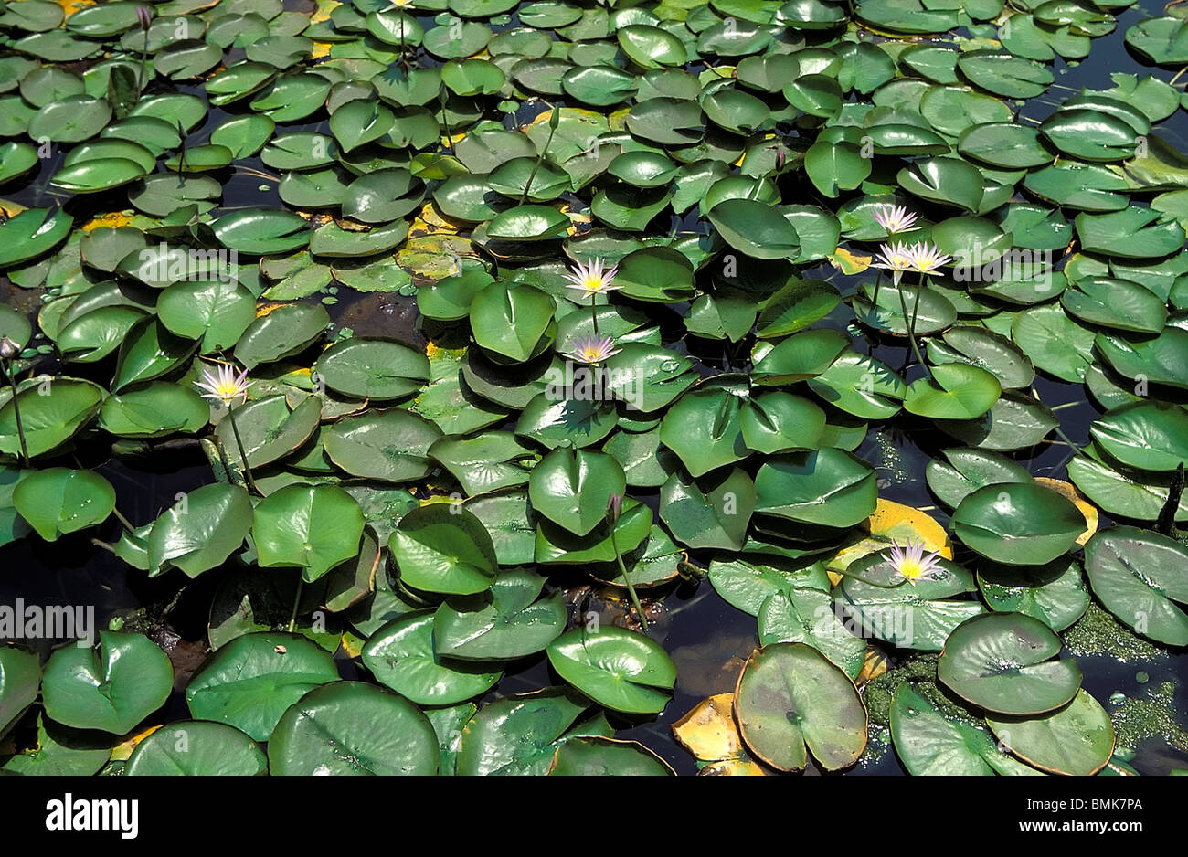 Museum of Egyptian Antiquities, Cairo, Al Qahirah, Egypt Stock Photo ...