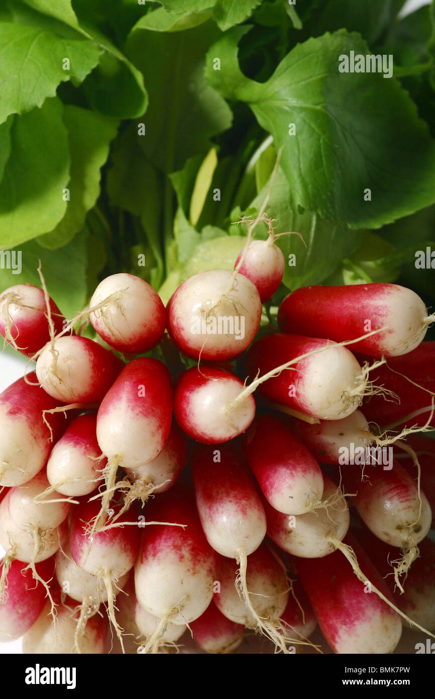 Bundle of red radish Stock Photo - Alamy