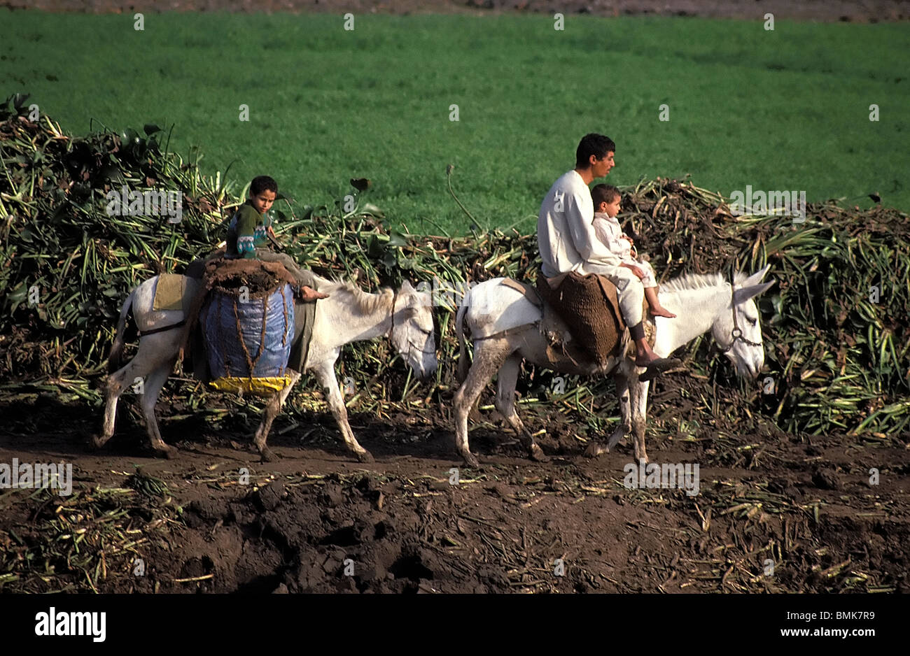 Helwan egypt hi-res stock photography and images - Alamy