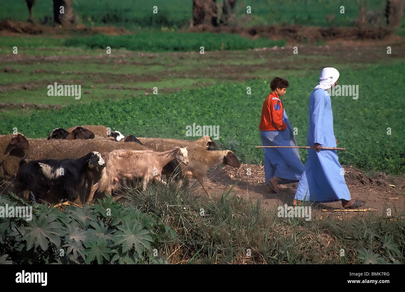 African Shepherds People Stock Photos & African Shepherds People Stock ...