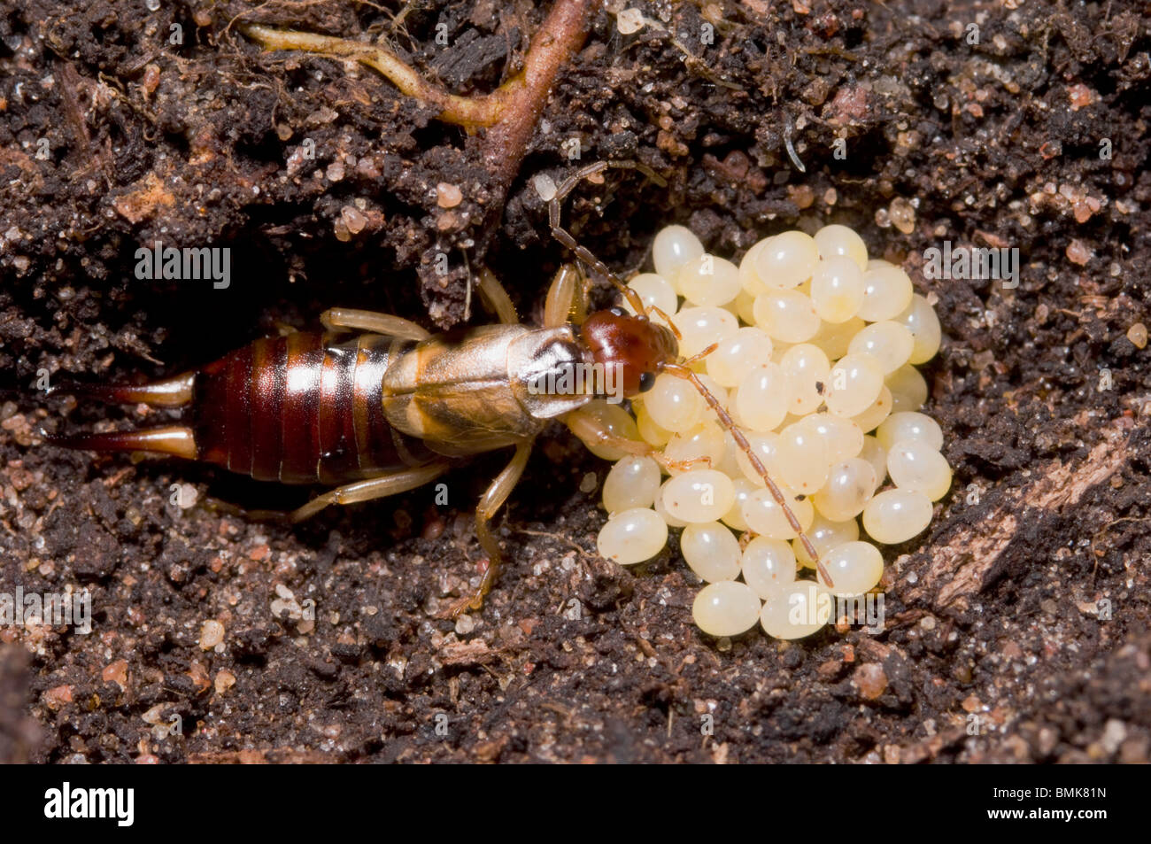Female earwig hi-res stock photography and images - Alamy