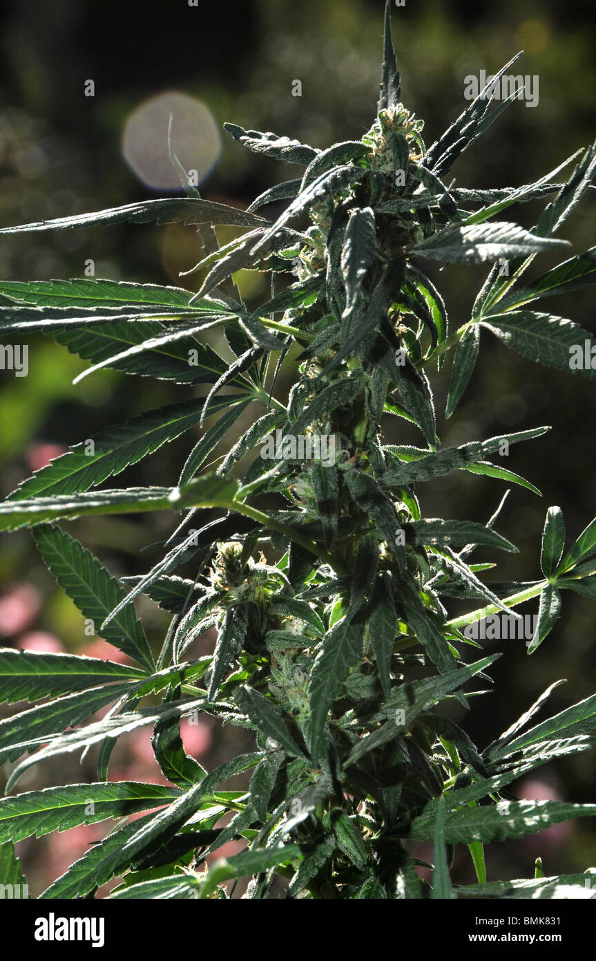 Marijuana voting hi-res stock photography and images - Alamy