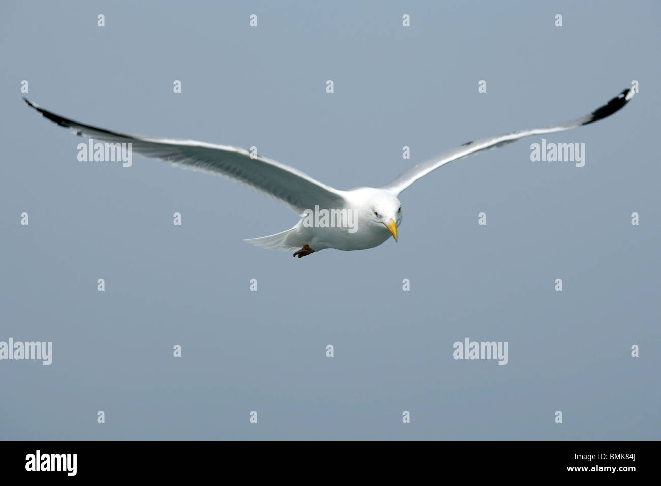 Gull in flight Stock Photo - Alamy
