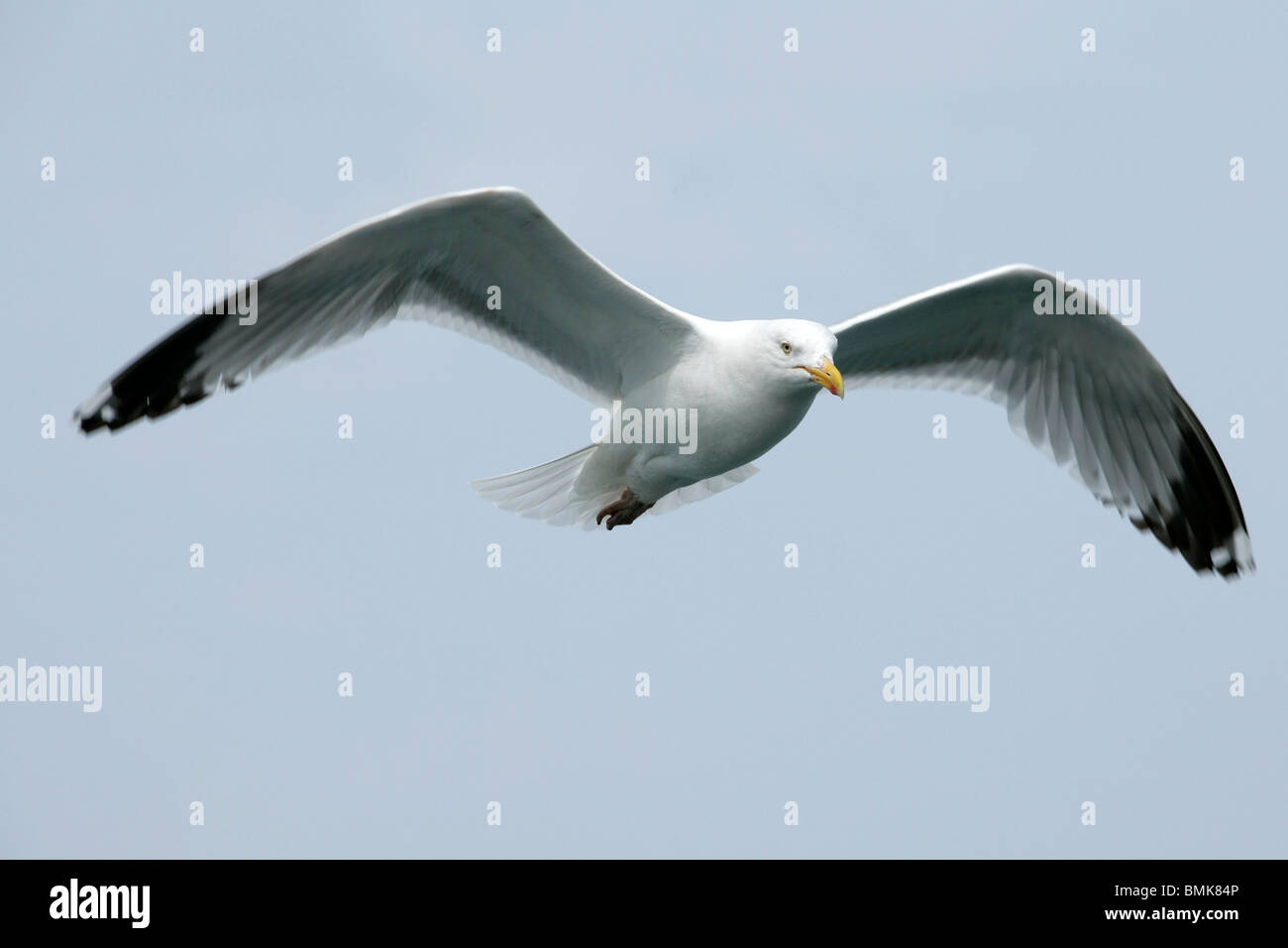 Gull in flight Stock Photo - Alamy