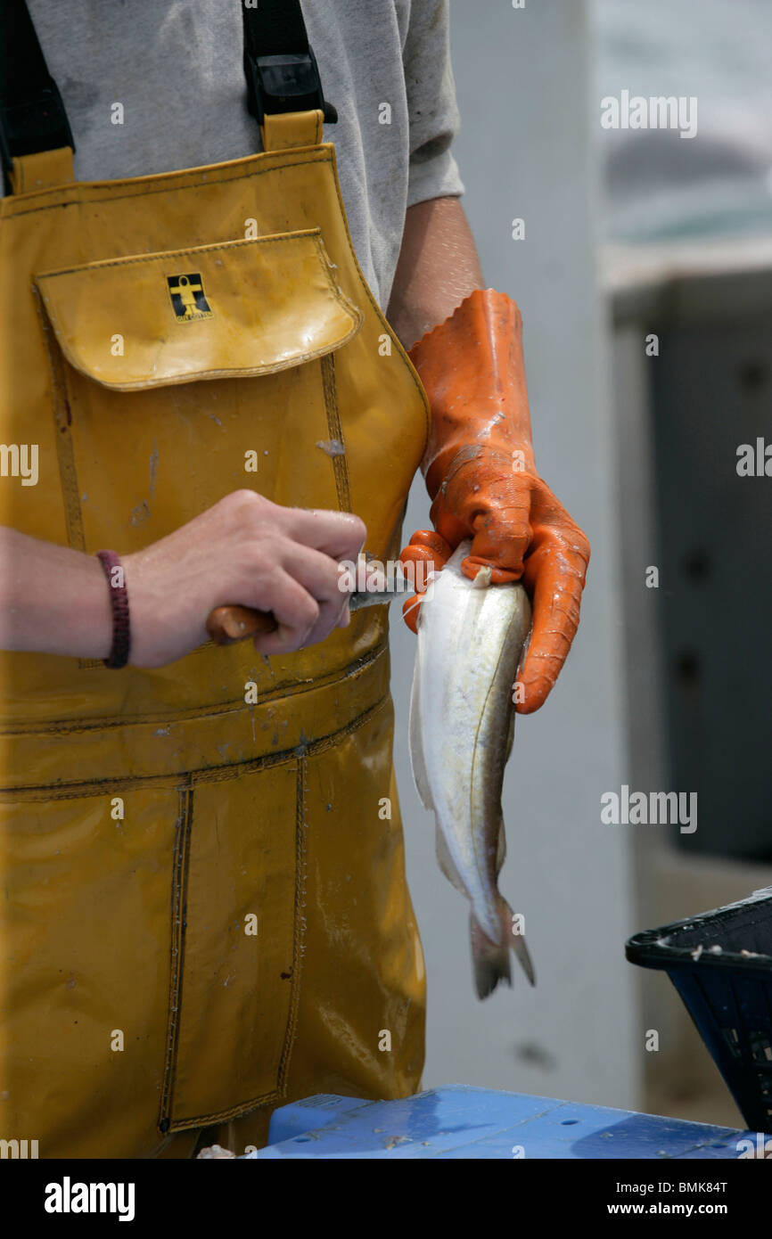 Loire atlantique fish hi-res stock photography and images - Alamy