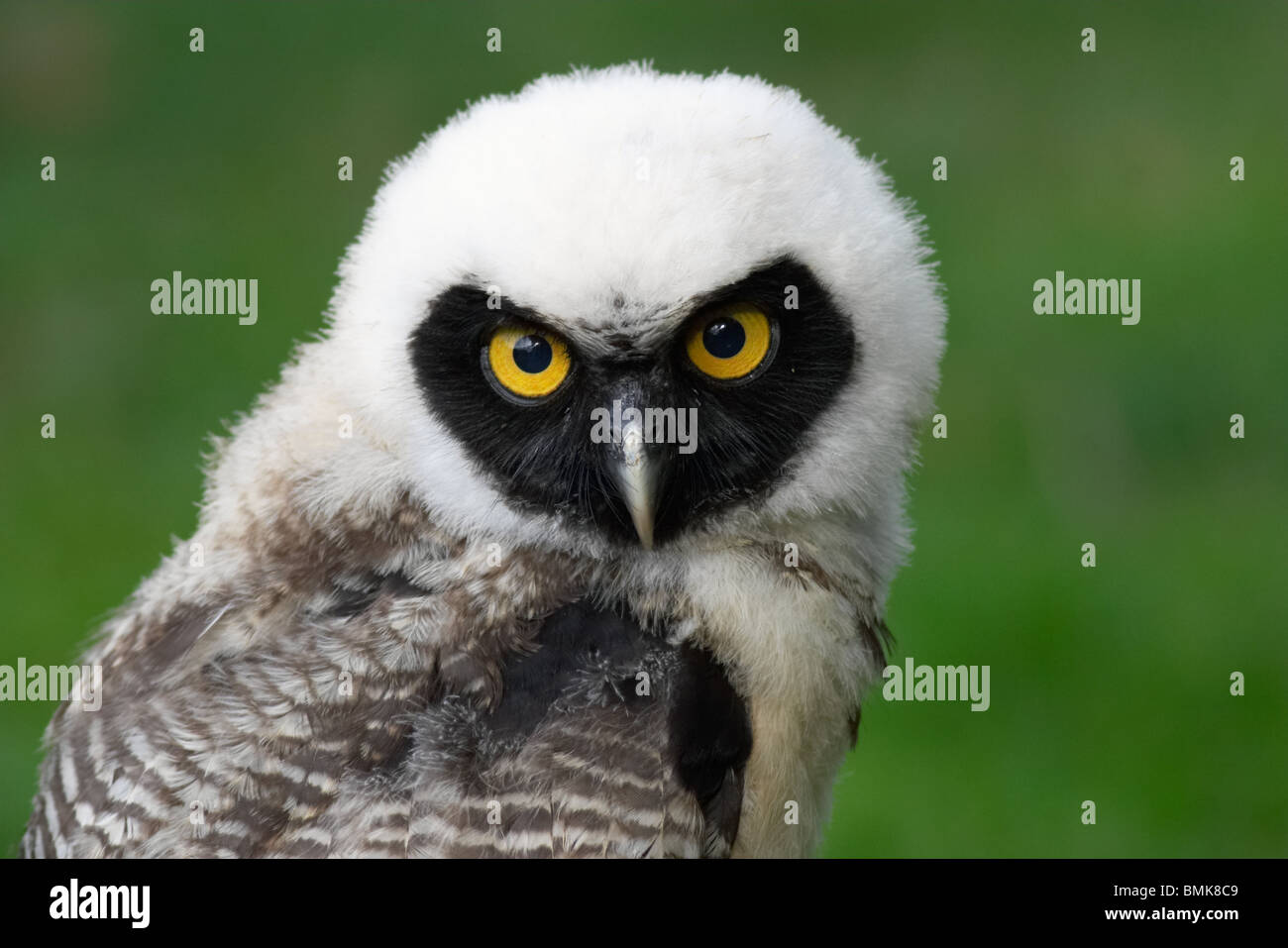 Spectacled Owl portrait Stock Photo - Alamy