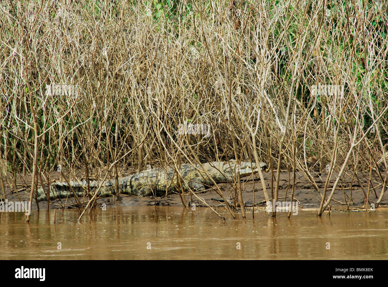 Ethiopia: Omo River Basin, crocodile on side banks of Omo River Stock ...