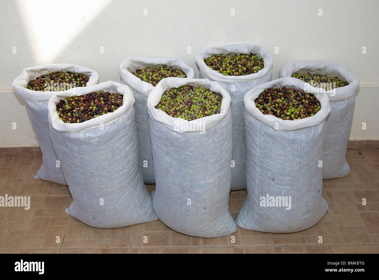 Bags of freshly collected olives Stock Photo - Alamy