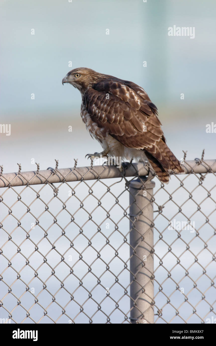 Red tailed hawk on fence hi-res stock photography and images - Alamy