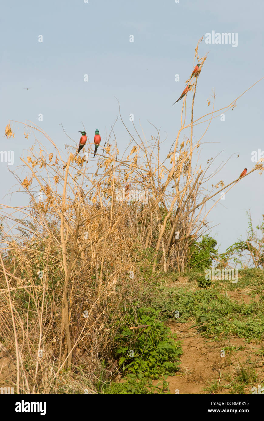 Ethiopia: Lower Omo River Basin, Omo Delta at low-water season, carmine ...