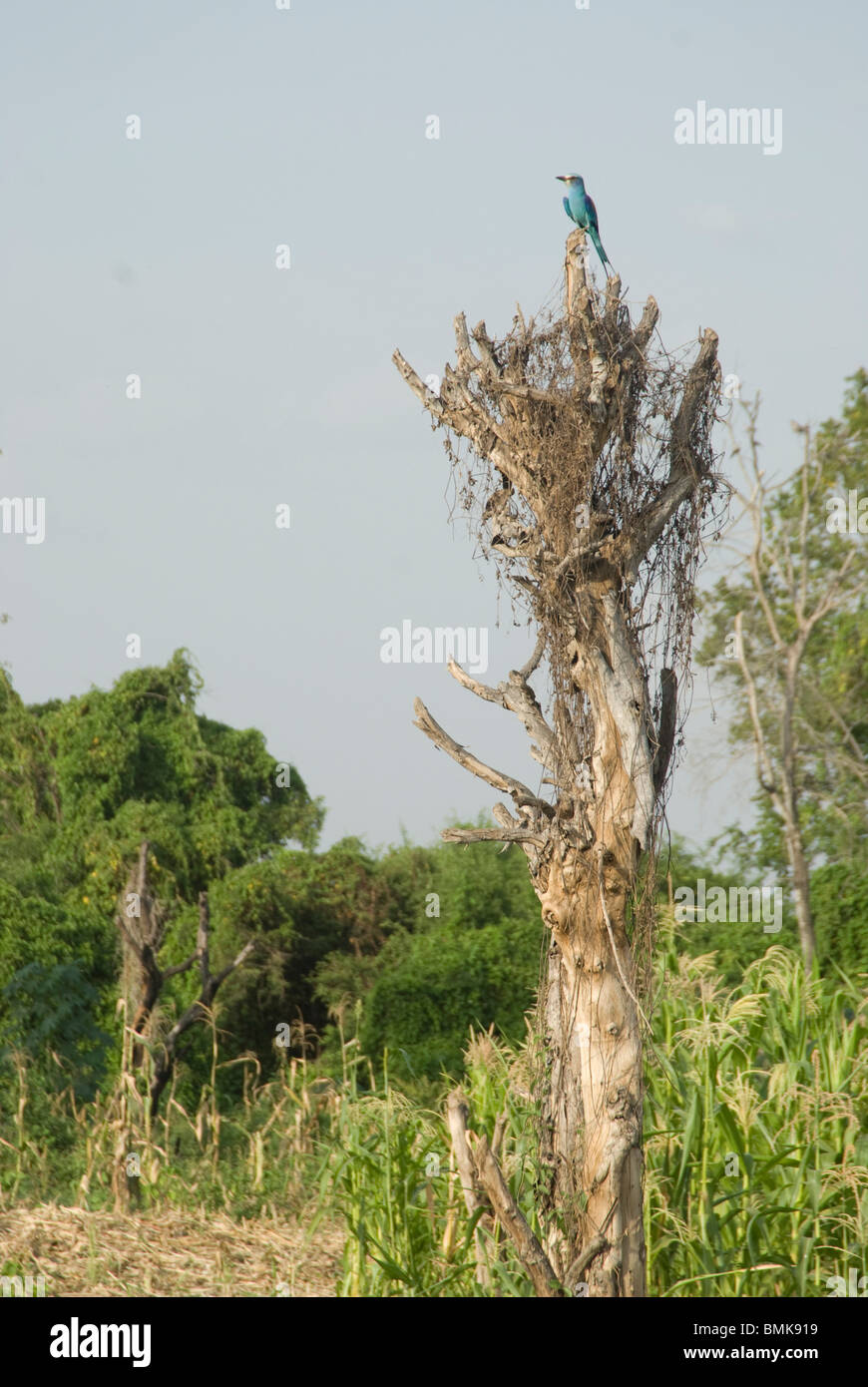 Ethiopia Lower Omo River Basin High Resolution Stock Photography and ...