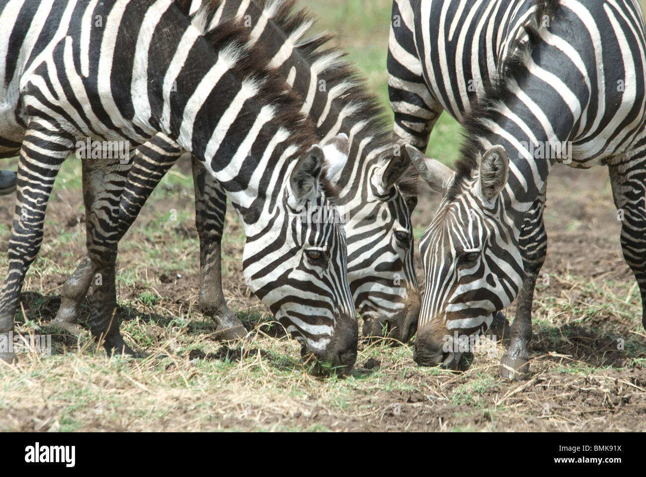 Ethiopia: Arba Minch, Nech Sar National Park at the end of the dry ...