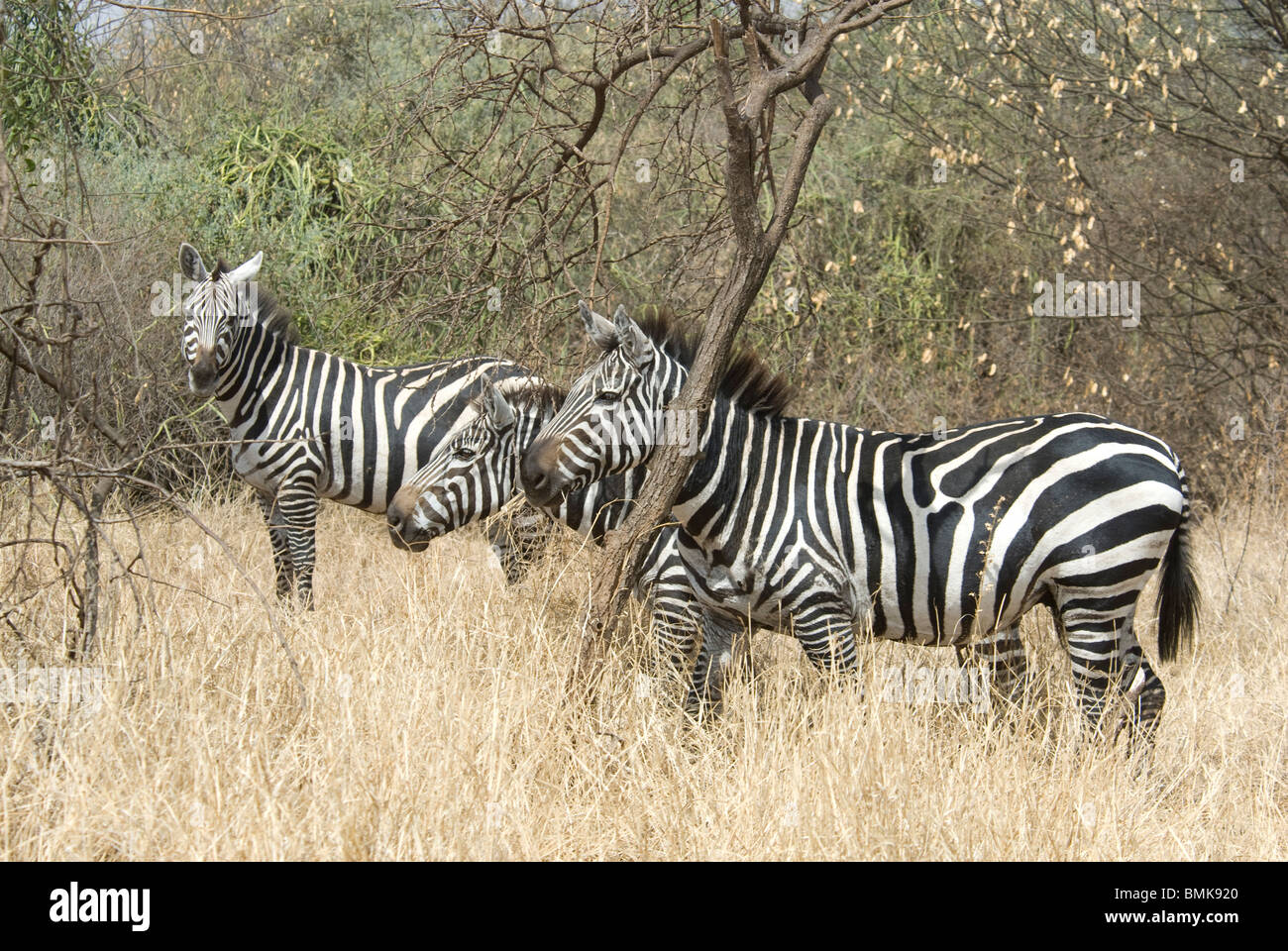 Nech sar national park hi-res stock photography and images - Alamy