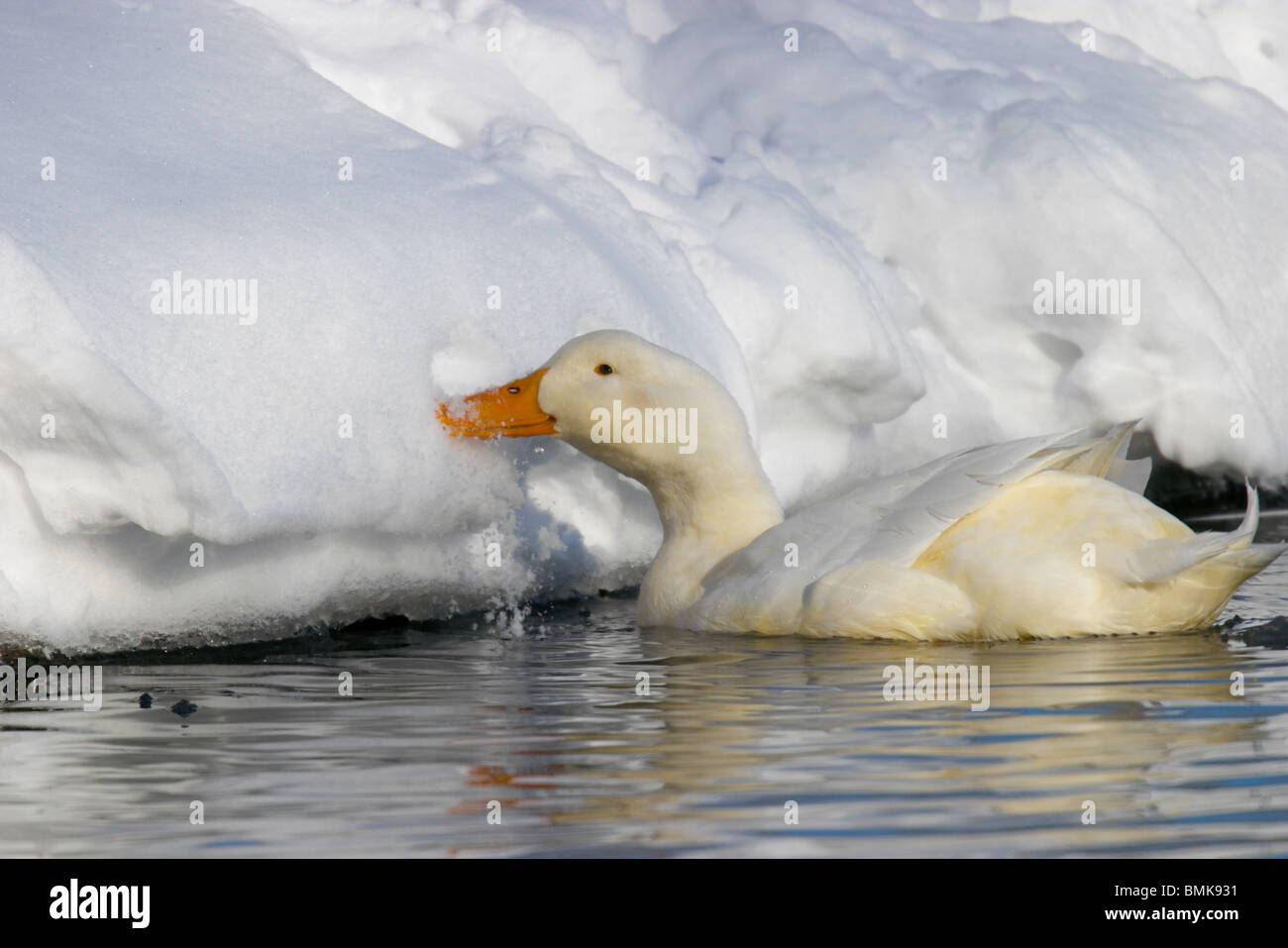Peking Duck digging in a snowbank at water's edge Stock Photo - Alamy
