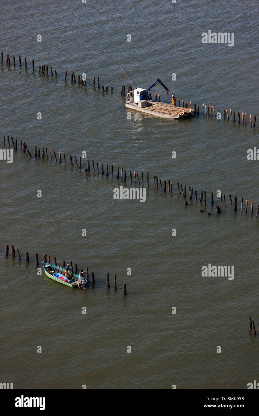 Breeding mussels hi-res stock photography and images - Alamy