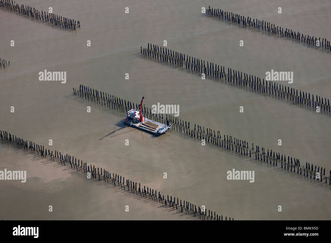 Breeding molds hi-res stock photography and images - Alamy