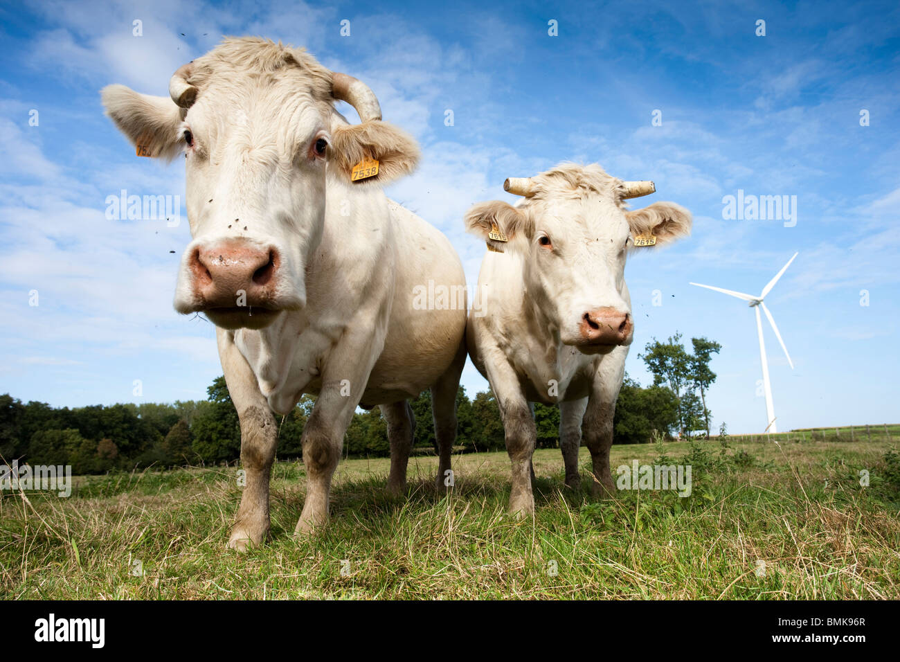 Cows in front of the wind farm of "La Picôterie Stock Photo - Alamy