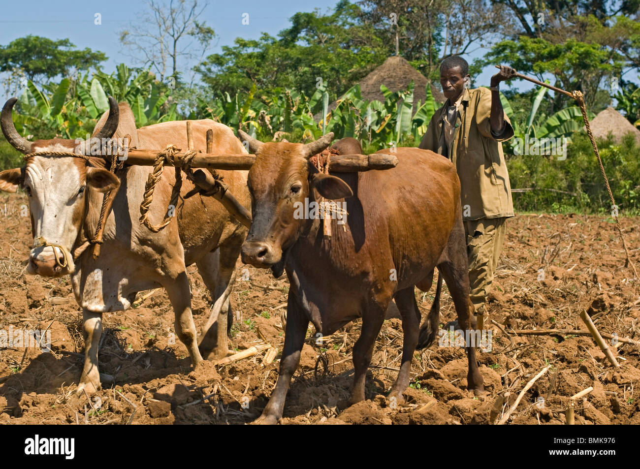 Farmer plows his field with two oxen and wooden plow in the mountains ...
