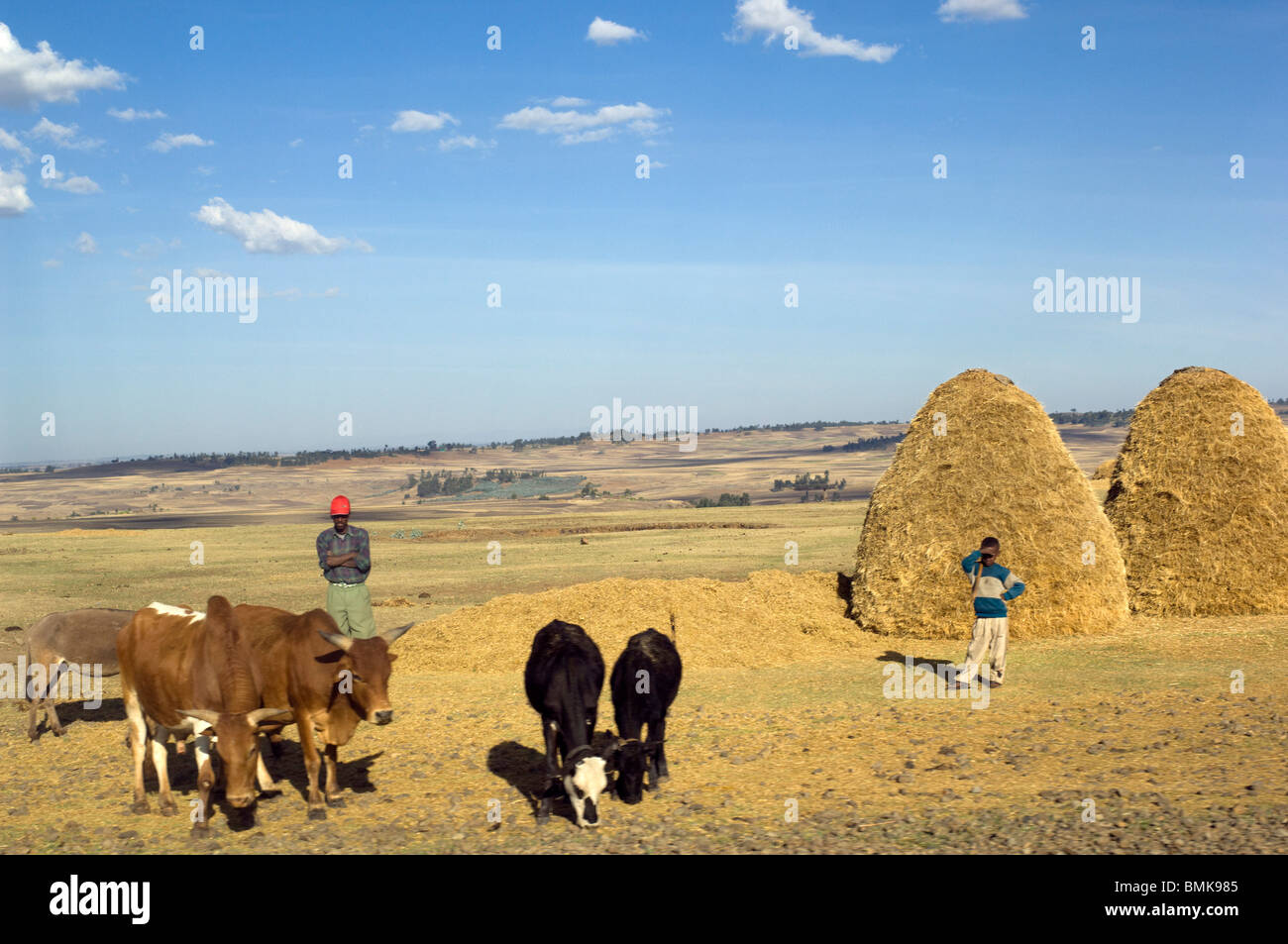 Boy tending cattle hi-res stock photography and images - Alamy