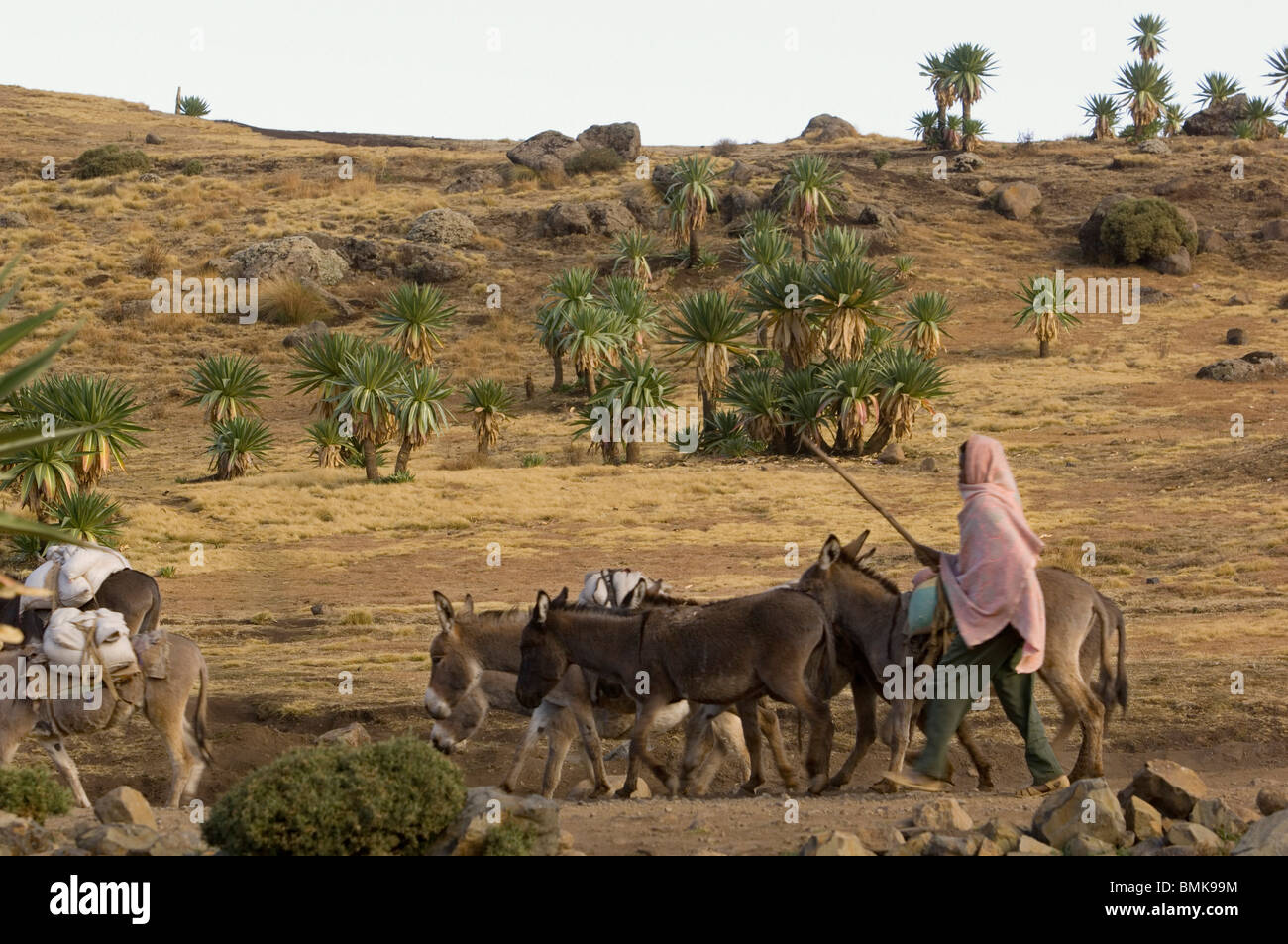 Ethiopia sheep hi-res stock photography and images - Alamy