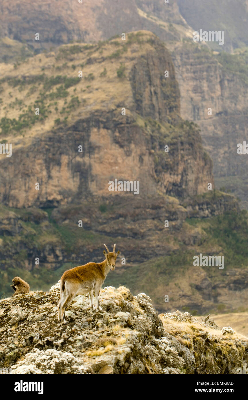 Walia ibex and a Gelada baboon stand atop a rocky crag in the Simen ...