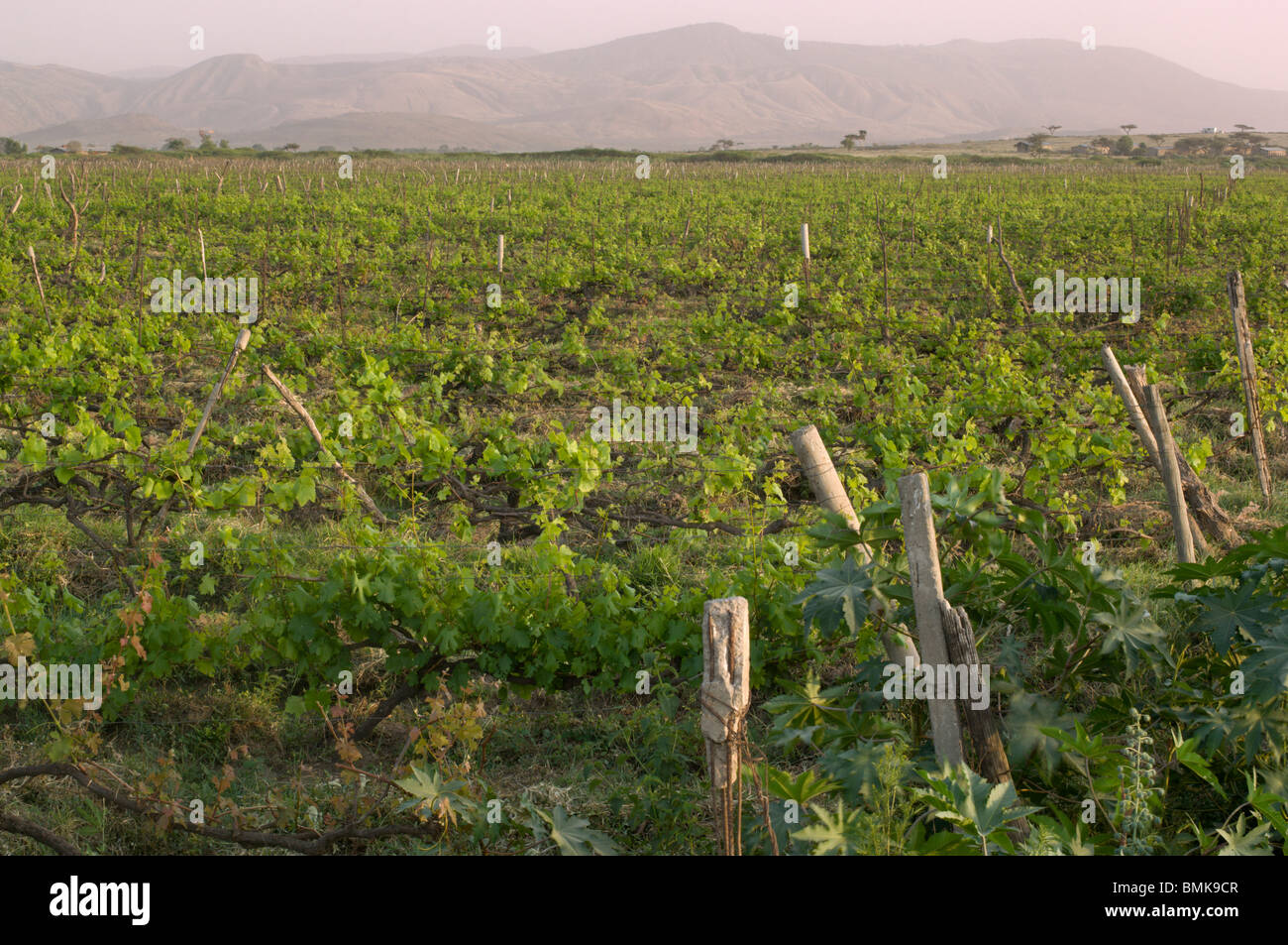 Awash Wine company vineyard, where they harvest two crops per year ...