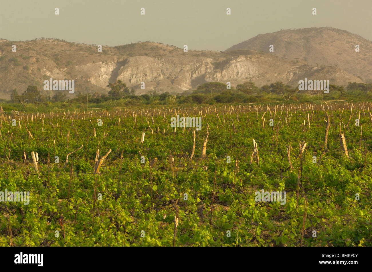 Ethiopia awash wine hi-res stock photography and images - Alamy