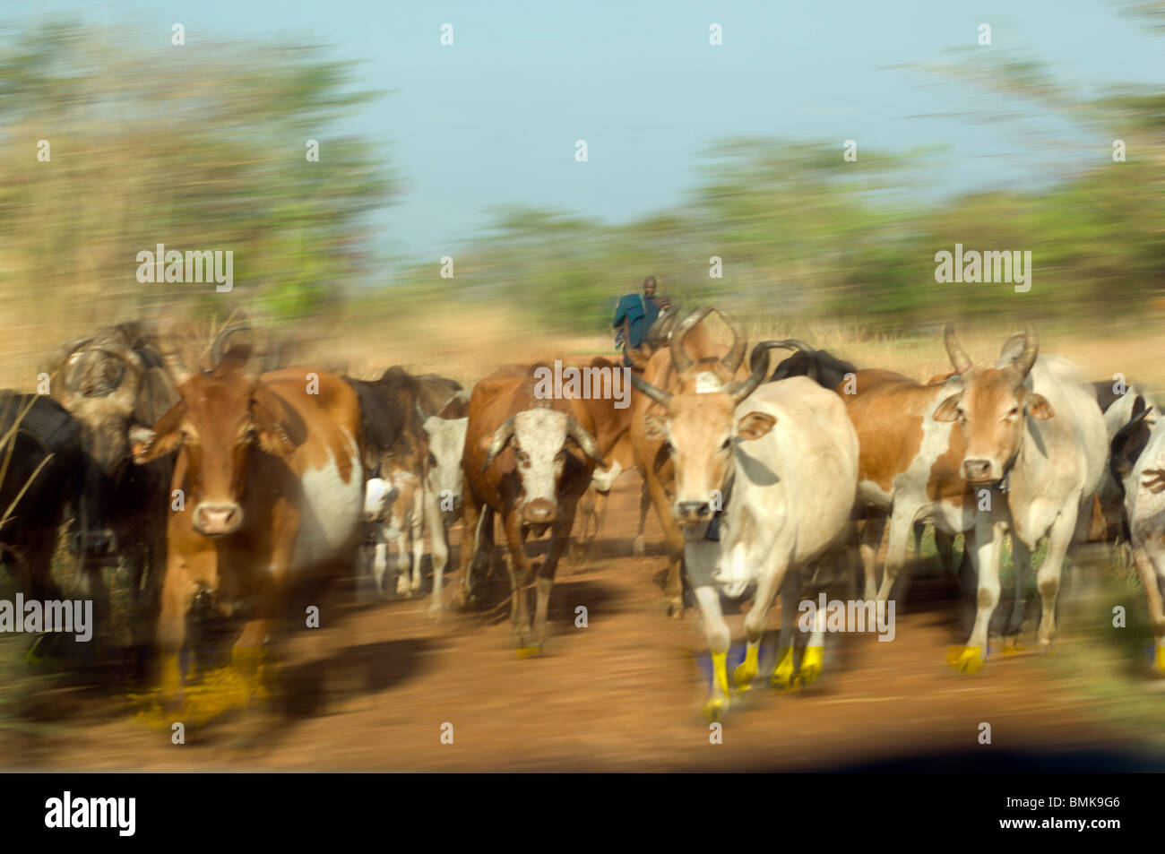 Suri ethiopia cattle hi-res stock photography and images - Alamy