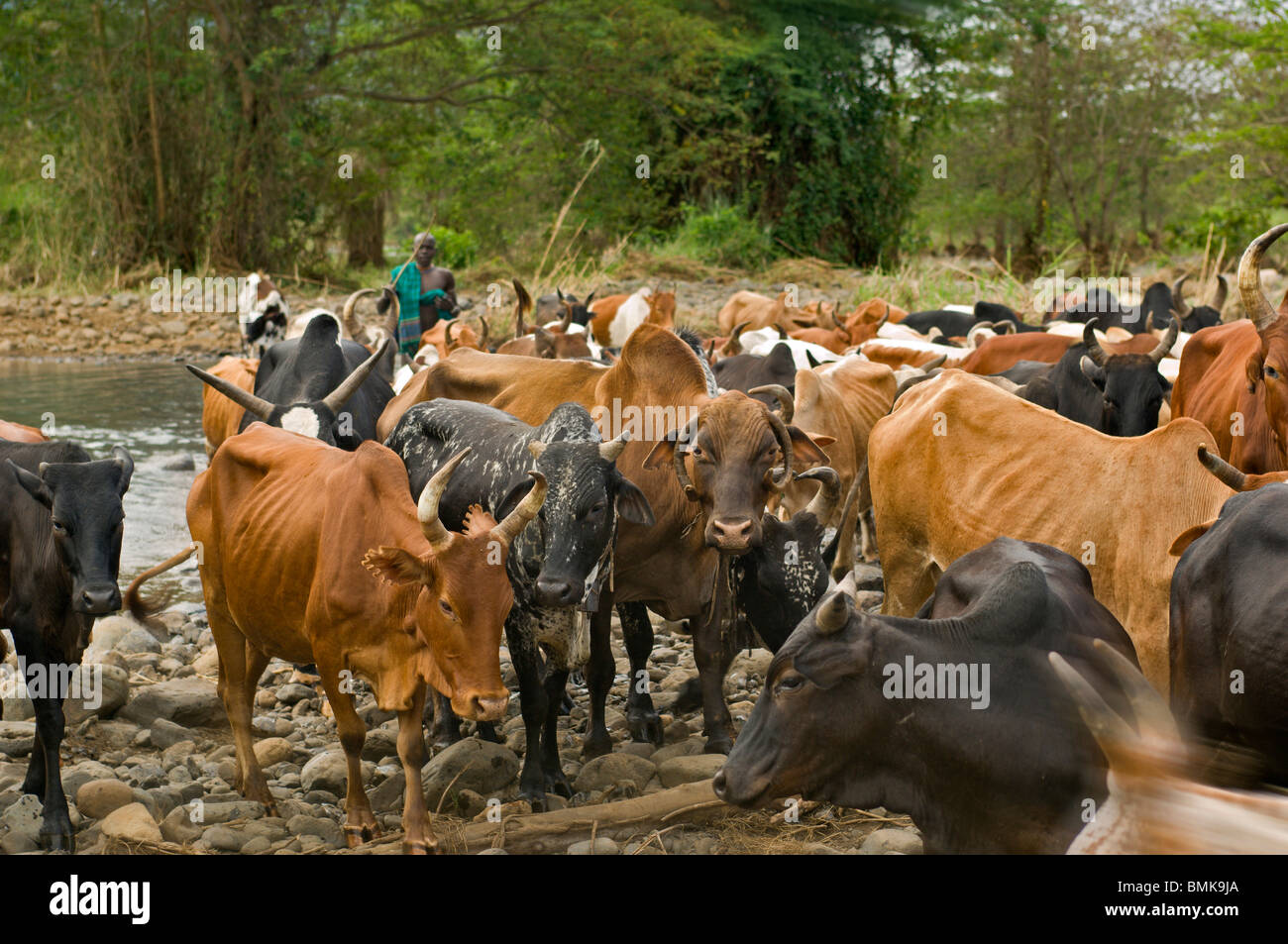 Ethiopia, Omo Region, Kibish village. Suri (Surma) Tribe boys herding ...