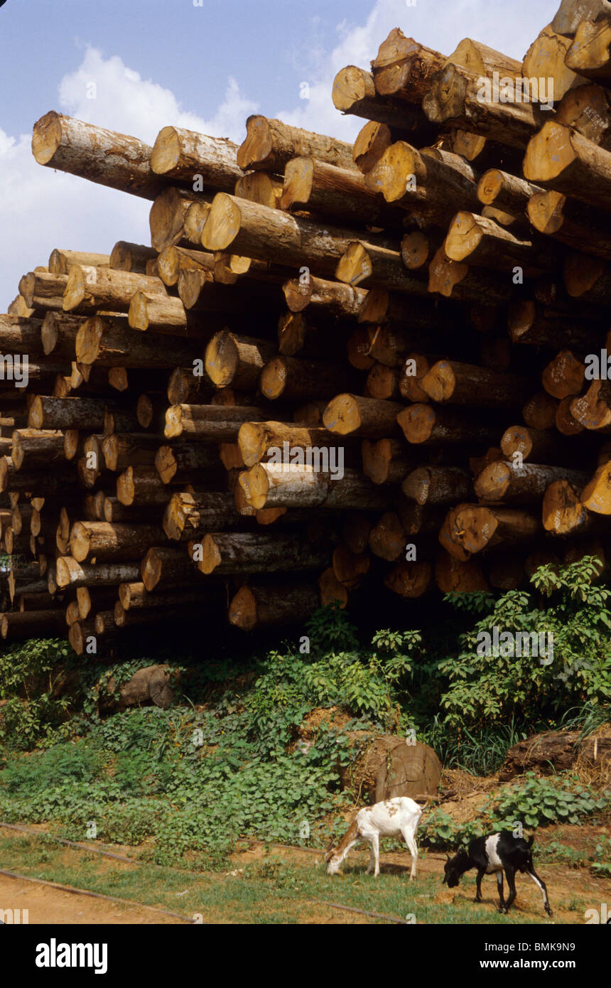 Ghana kumasi ashanti region timber hi-res stock photography and images ...