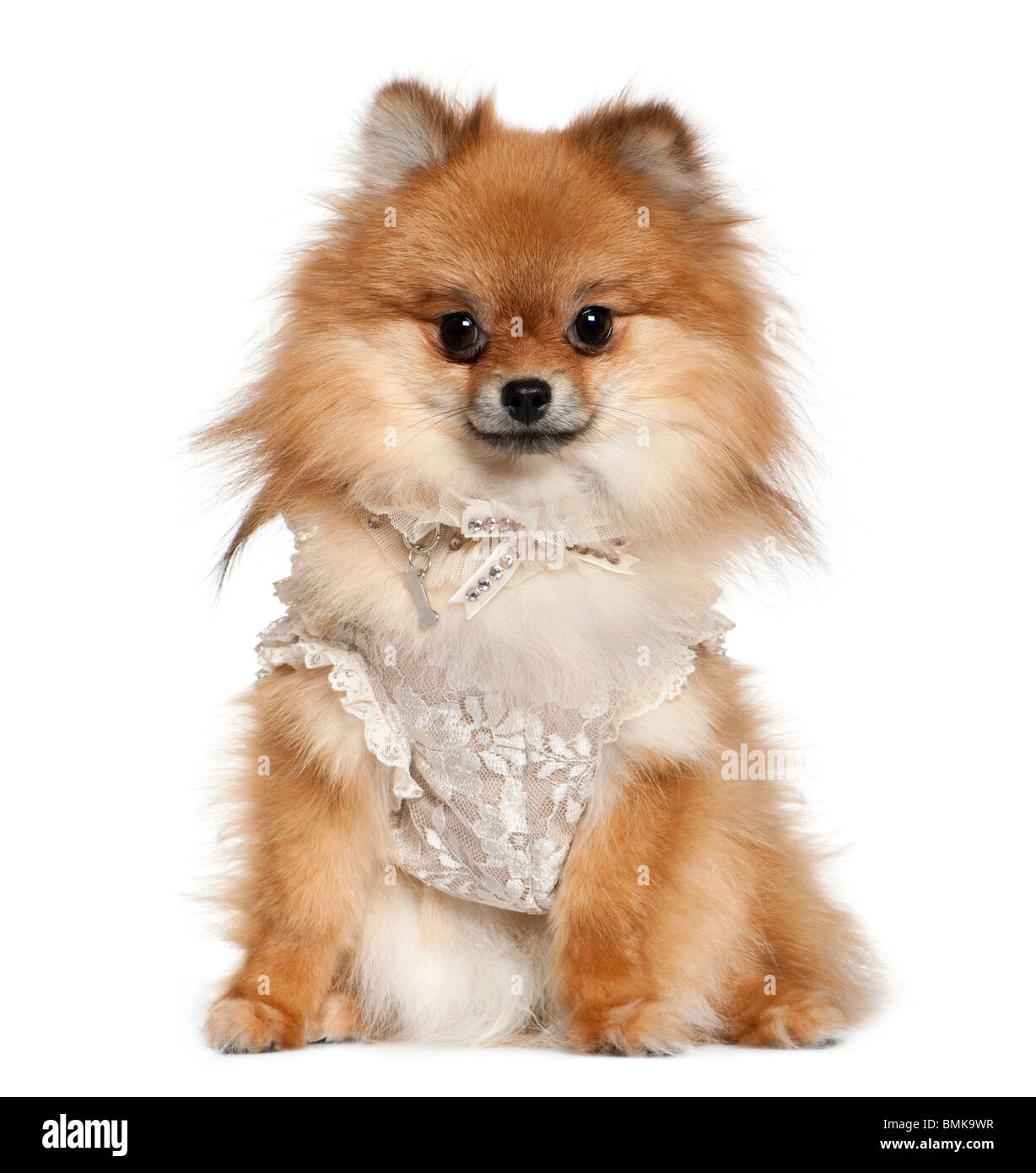 German Spitz dressed in lace, 15 months old, sitting in front of white ...
