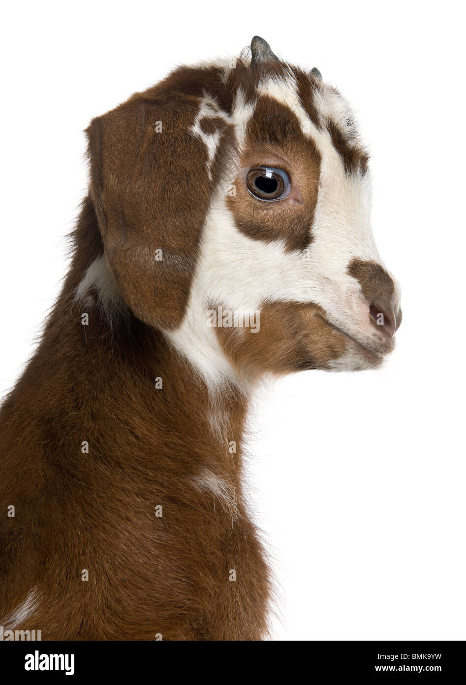 Close-up headshot Rove goat kid, 3 weeks old, in front of white ...