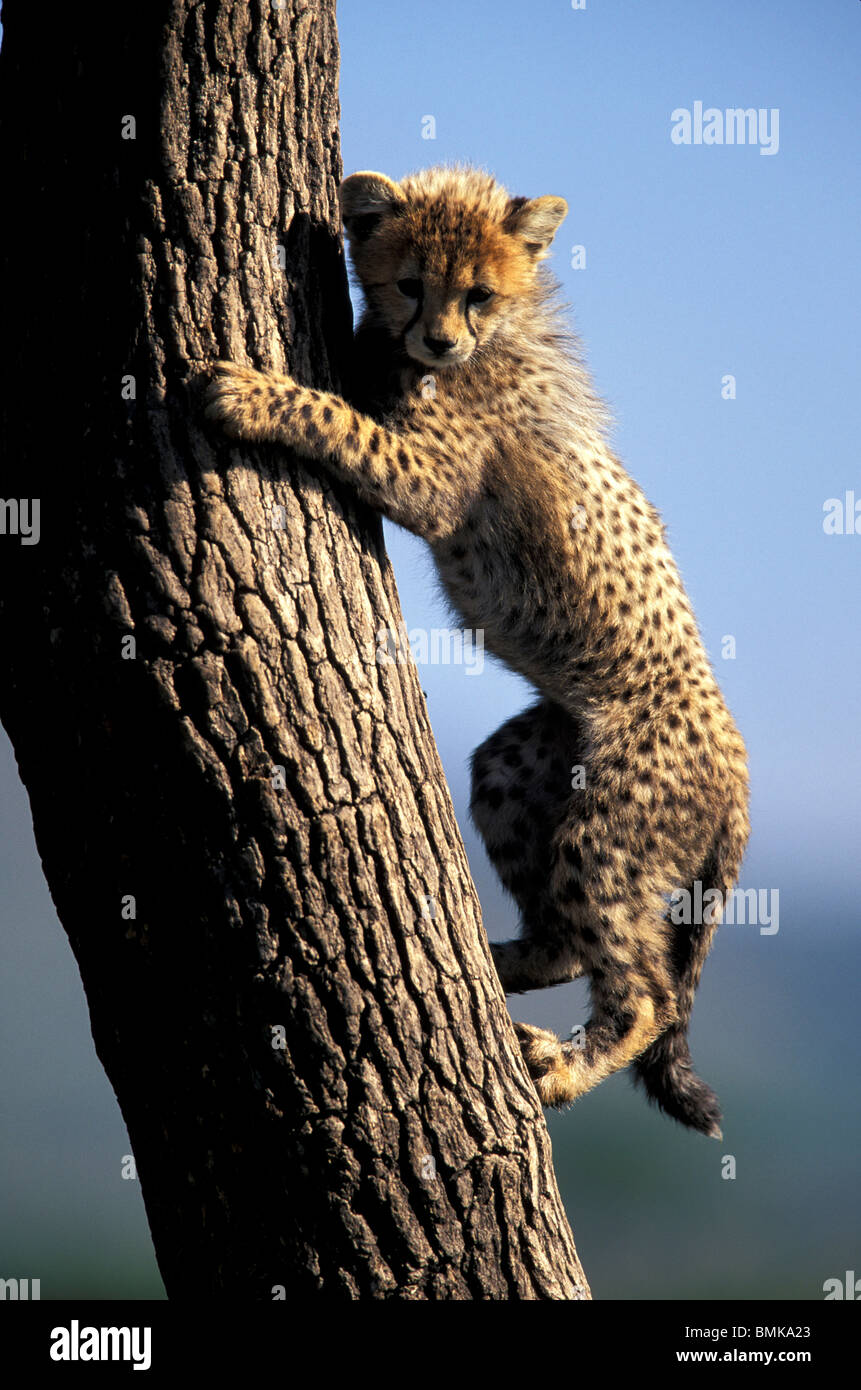Cheetah cub climbing tree hi-res stock photography and images - Alamy