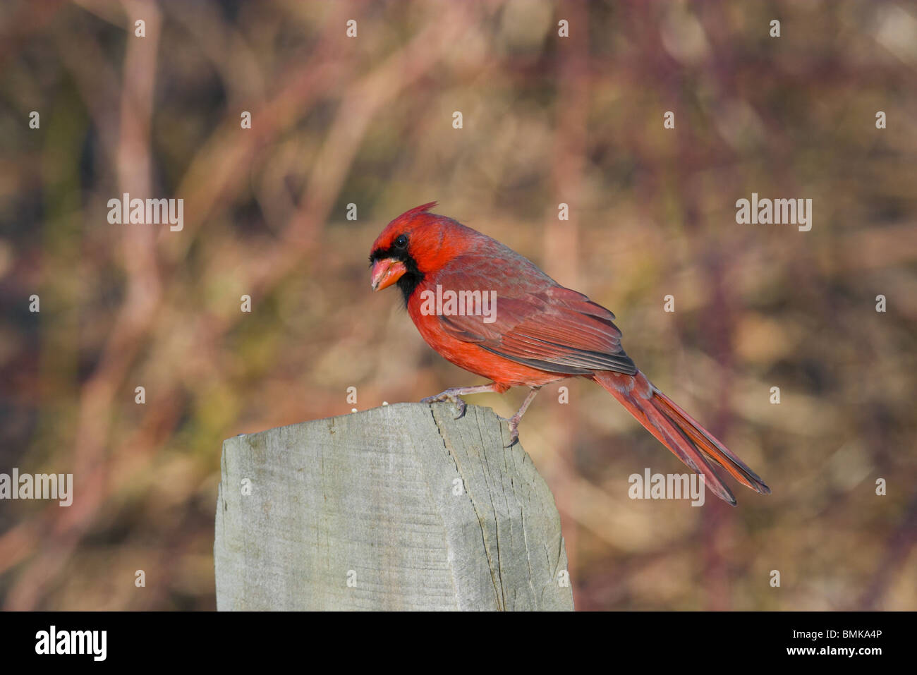 Cardinal bird on a fence hi-res stock photography and images - Alamy