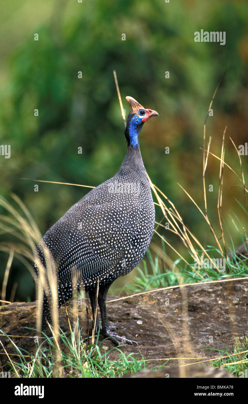 Africa, Kenya, Samburu National Reserve. Helmeted Guineafowl (Numida ...