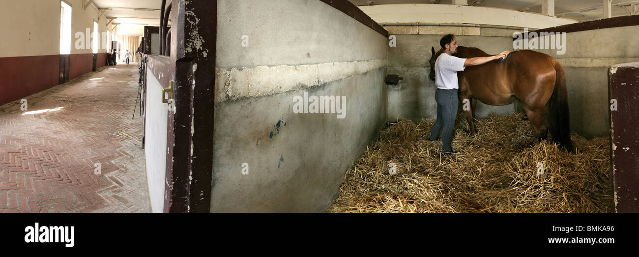 Stud farms hi-res stock photography and images - Alamy