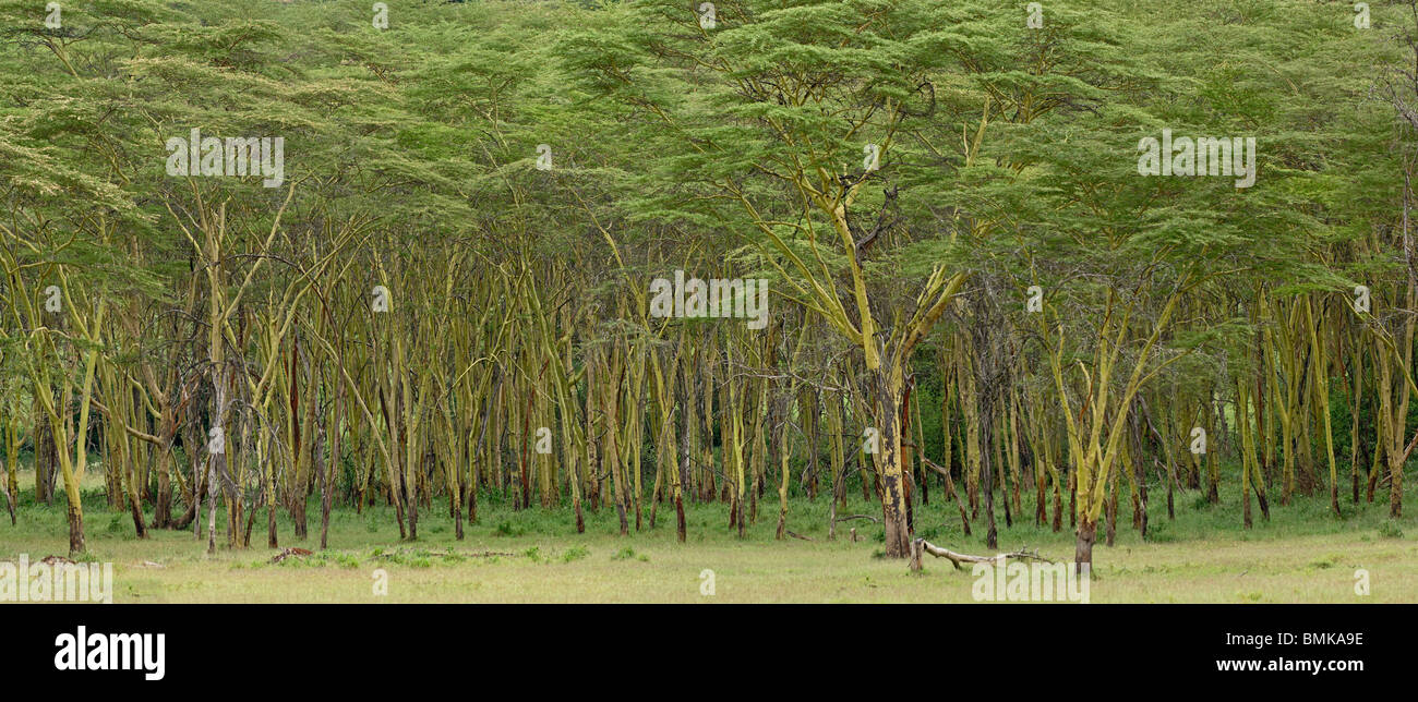 Panoramic view of Yellow fever tree, Acacia xanthophloea, Lake Nakuru ...