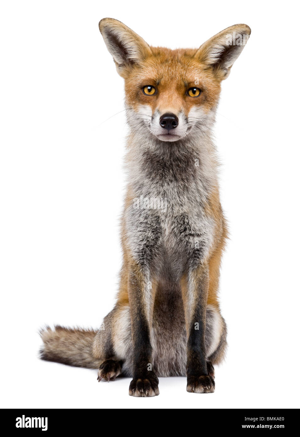 1 year old red fox hi-res stock photography and images - Alamy