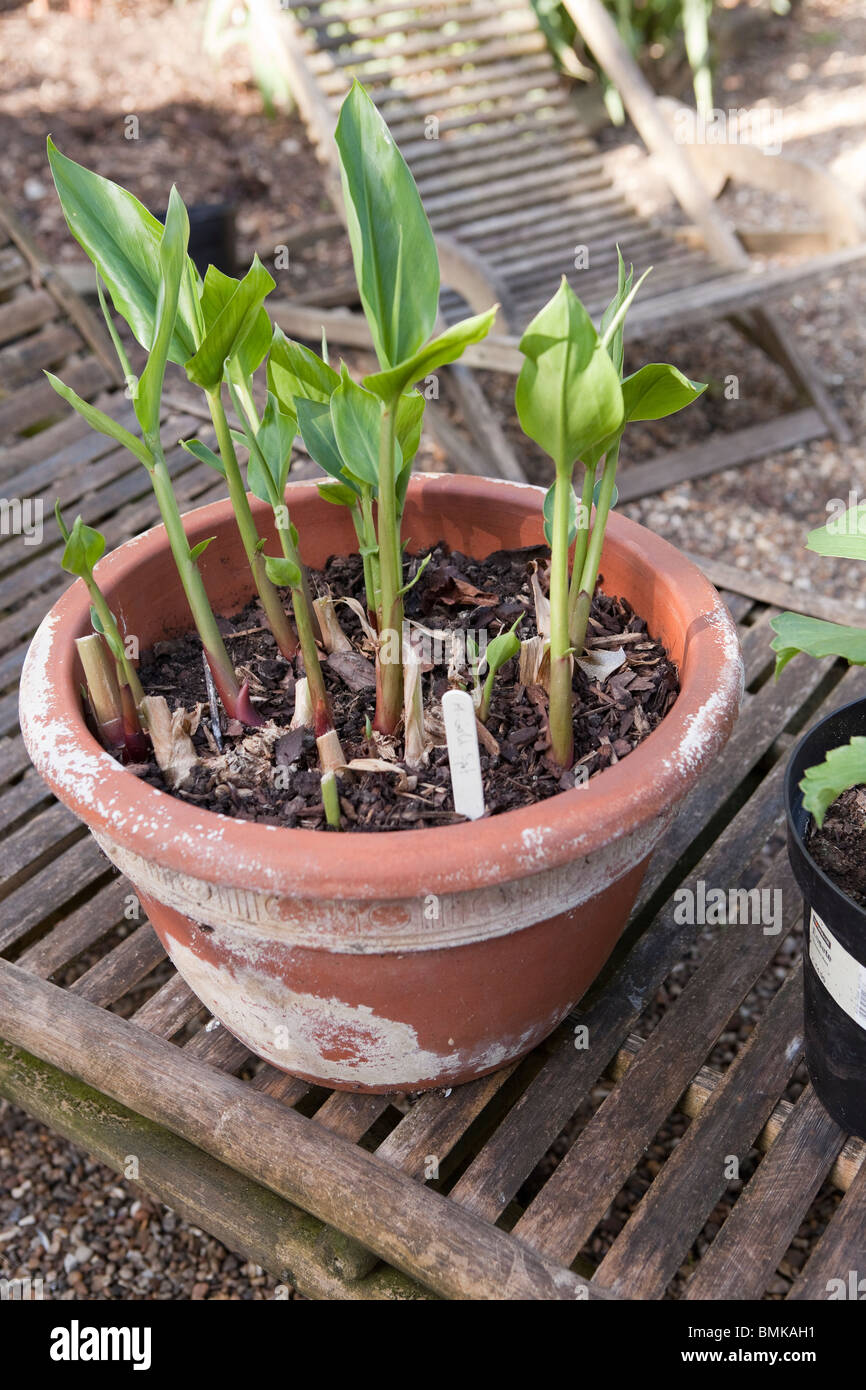 Spot plant hi-res stock photography and images - Alamy