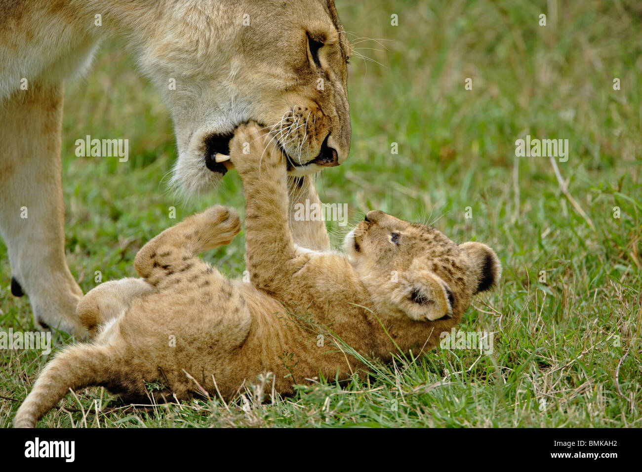 Lion cub playing with female lion, Masai Mara Game Reserve, Kenya ...